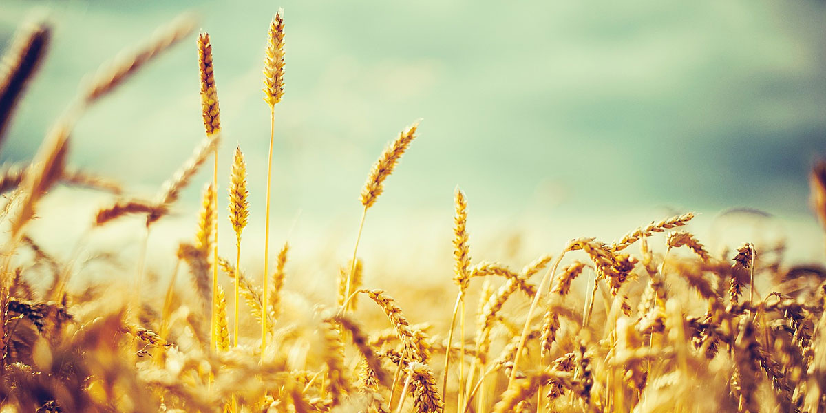 Stewardship Backgrounds